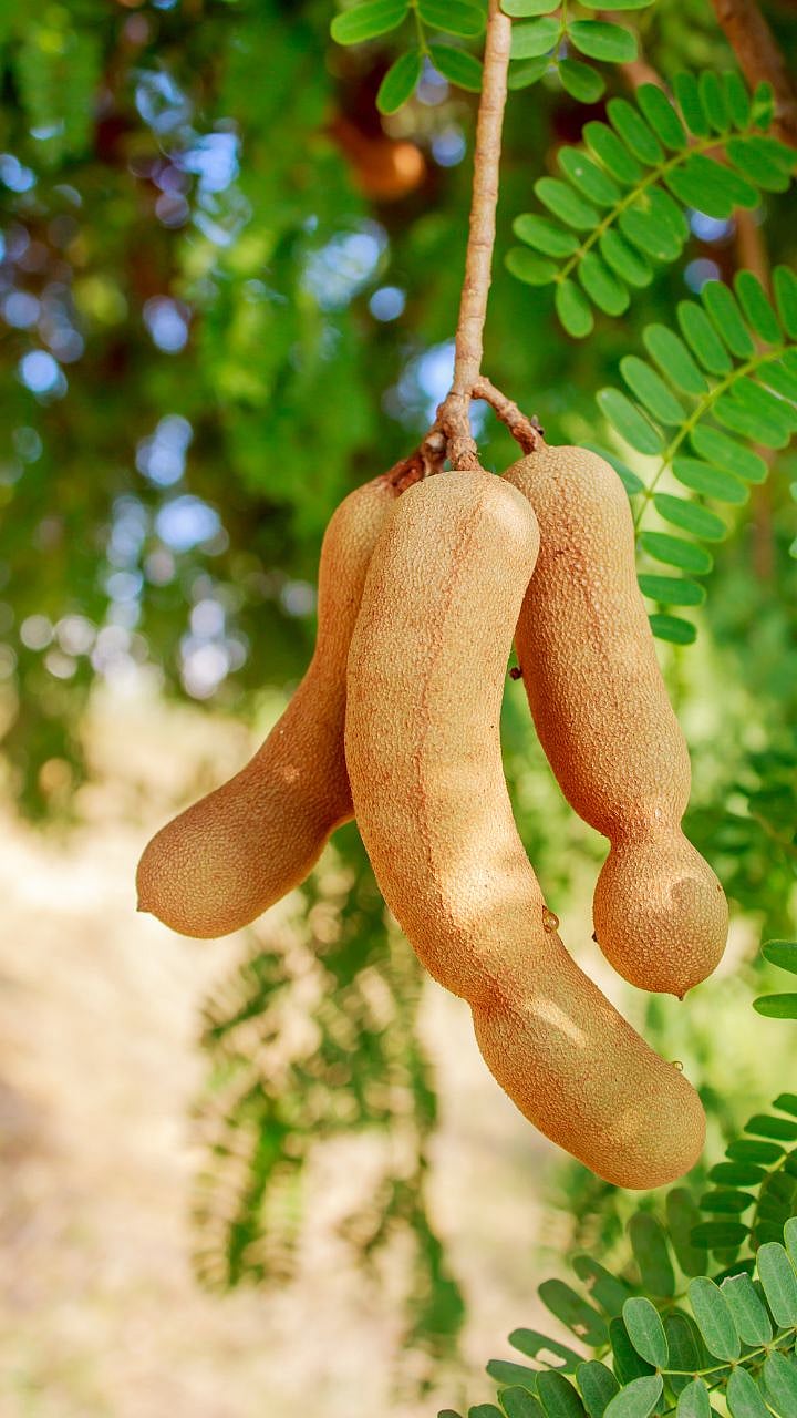Tamarind । चिंचेपासून बनवा चटणी अन् लोणचे ; आरोग्यासाठीही गुणकारी ...