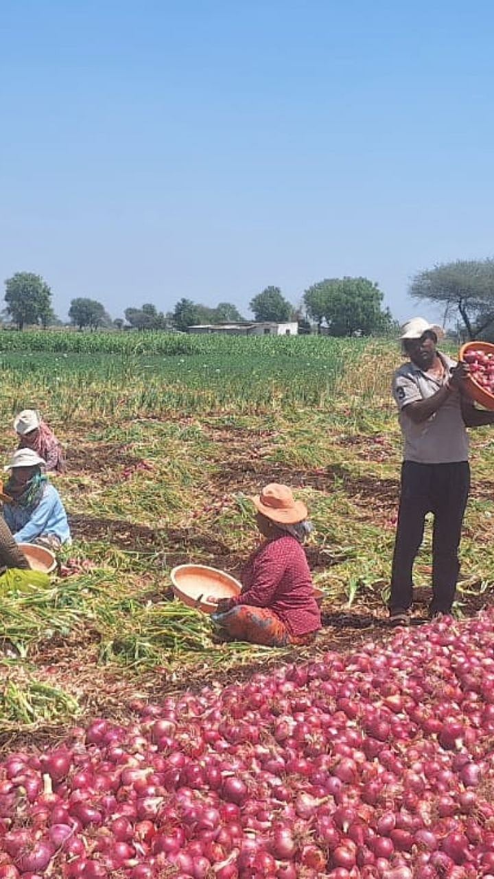 Onion Harvesting । तळपत्या उन्हातही कांदा काढणी ; बचावासाठी सनकोट ...