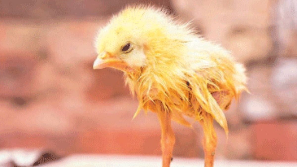 Chicken Disease | कोंबड्यांमधील पुलोरम आजाराचे नियंत्रण | Control of ...