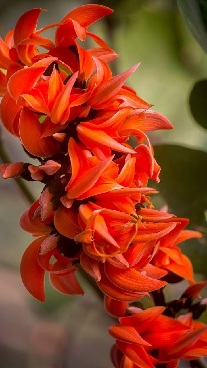 Palas Flower : पळसाच्या फुलांचे चूर्ण ५ आजार करतील दूर|Powder of palsa ...