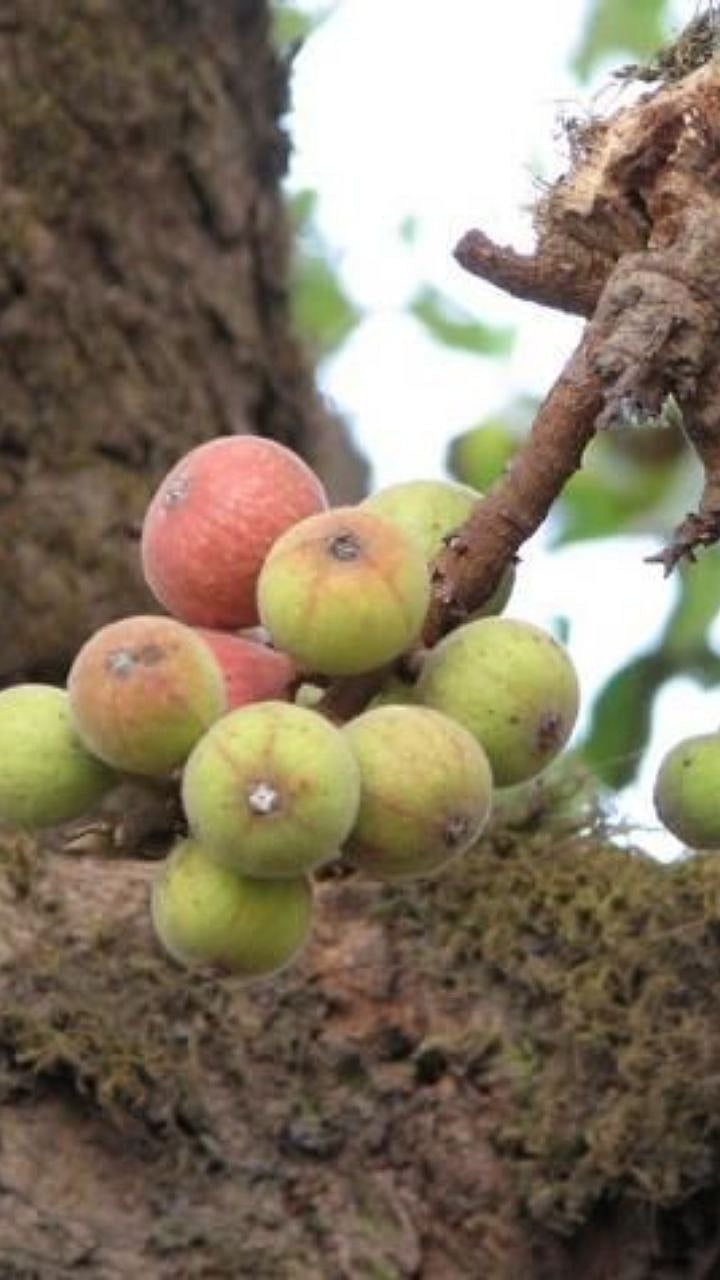 Benefits of umber tree |विंचू चावो किंवा गालफुगी होवो, 'या' झाडाचा वापर ...