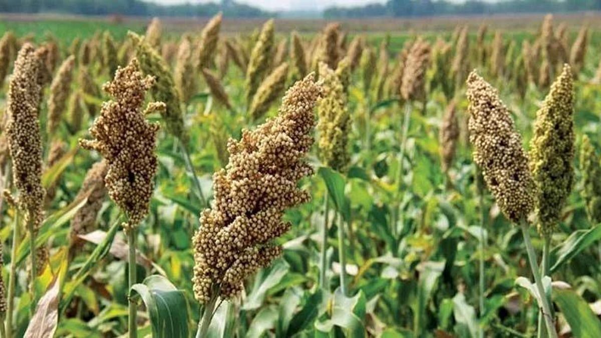 Rabi Crop Harvesting | रब्बीची काढणी अंतिम टप्प्यात | Rabi harvest in ...