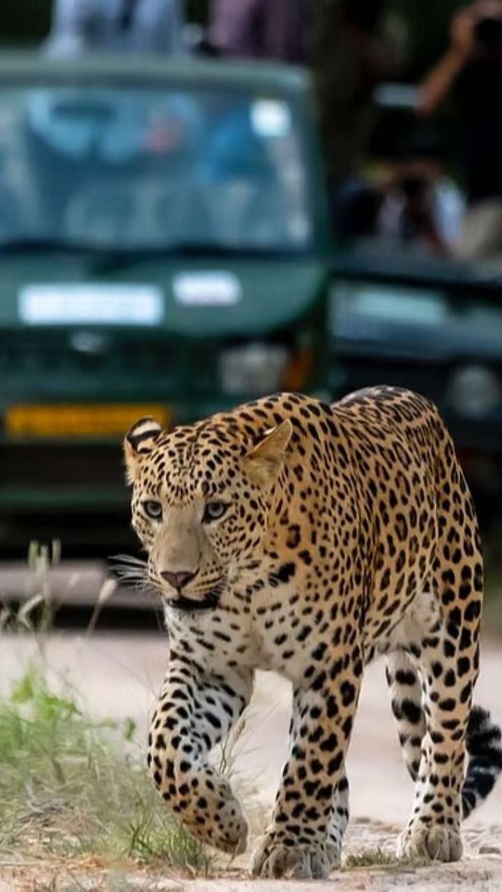 Junnar Forest Department sets up Rapid Action Team to prevent leopard ...