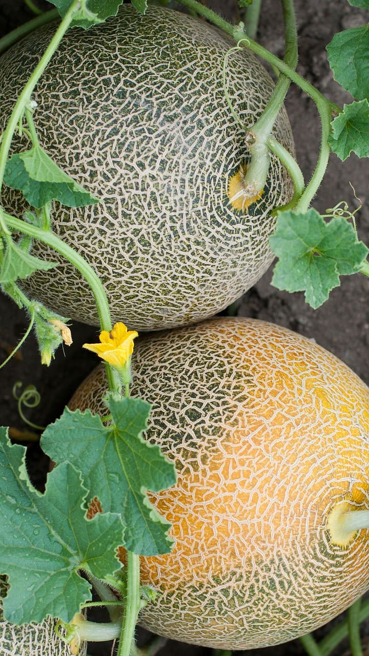 Muskmelon Harvesting : काढणीयोग्य खरबूज कसे ओळखाल?|How do you identify ...