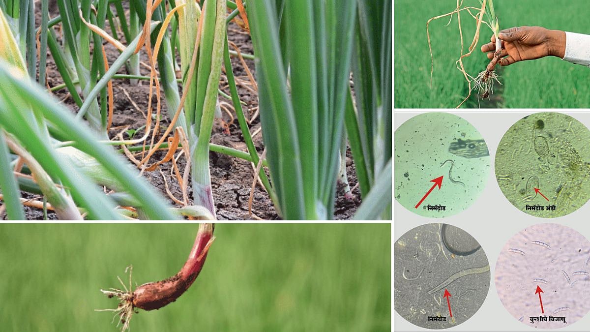 Onion Disease | कांदा पिकातील ‘बेसल रॉट’ |Basal rot in onion crop ...