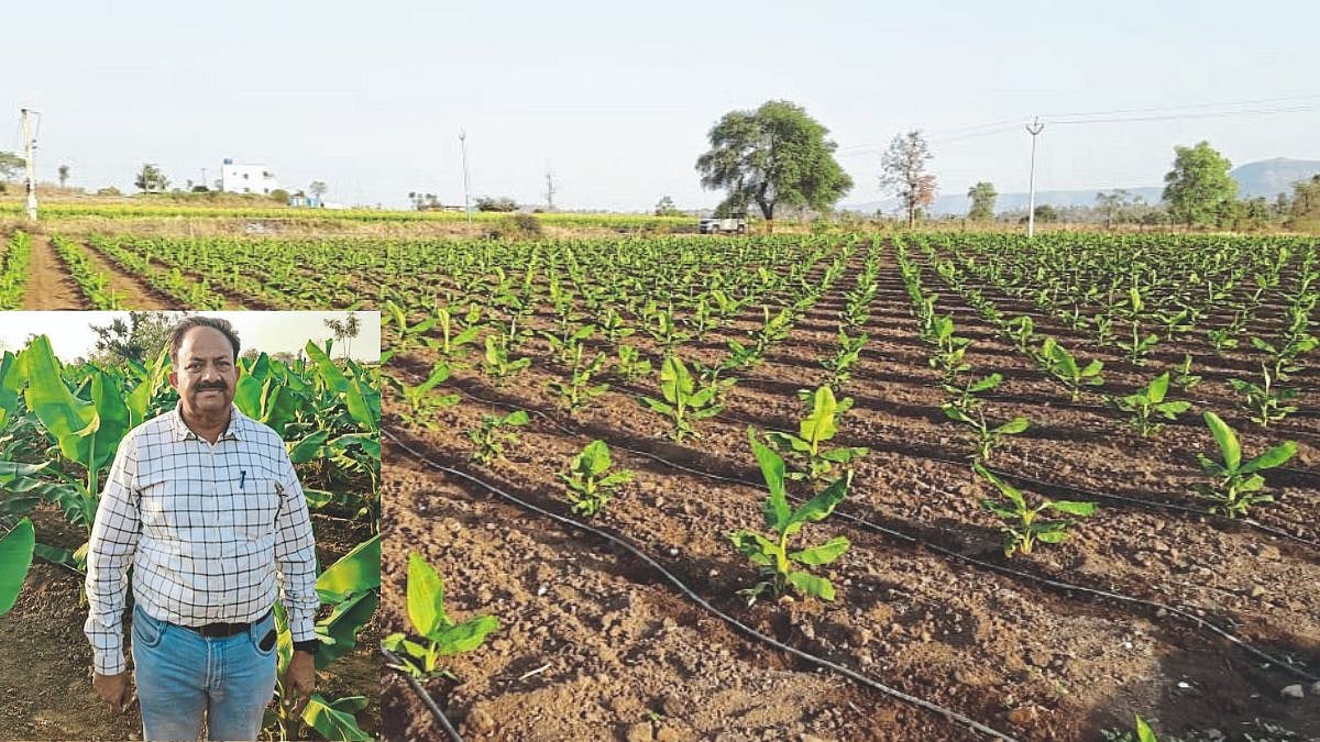 Farm Management : काटेकोर व्यवस्थापन हेच शेतीचे सूत्र|Strict management ...