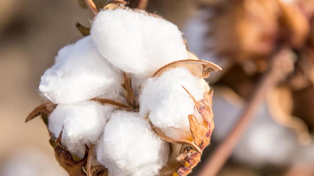 Cotton Market Rate | कापसाचे भाव पुन्हा कधी वाढतील ? कापसाचे भाव ३०० ...