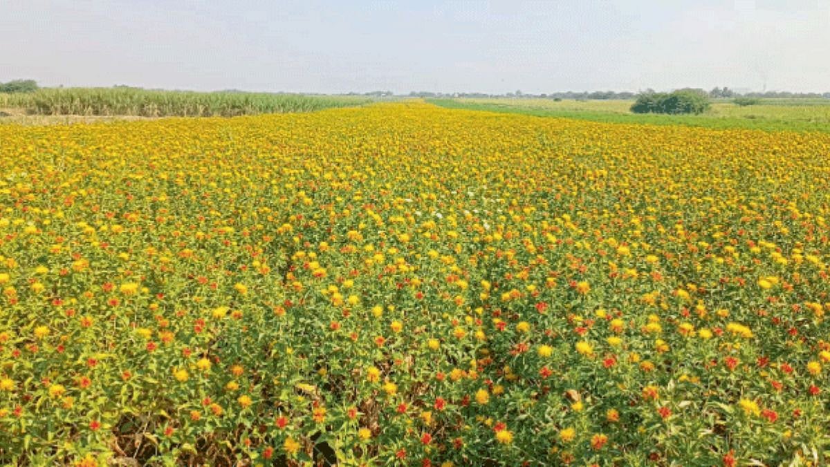 Safflower Harvesting | करडई काढणीसाठी कम्बाइन हार्वेस्टर फायदेशीर ...