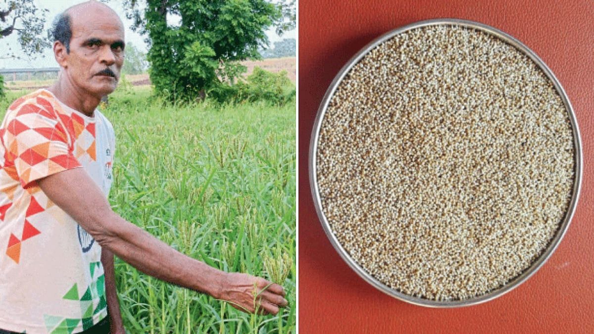 White Ragi Crop | सफेद नाचणीचा कातवडमध्ये यशस्वी प्रयोग | Successful ...
