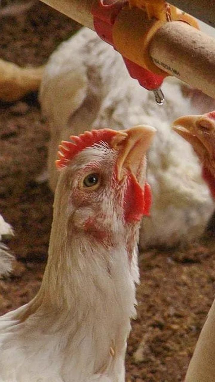 Chicken Disease । कोंबड्यातील सीआरडी आजार ; लक्षणे आणि उपाय । Symptoms ...