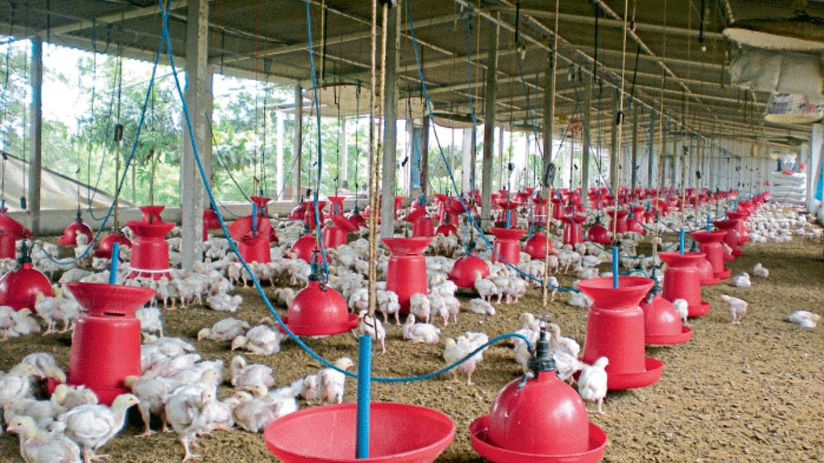 Poultry Management | ब्रॉयलर कोंबड्यांचे व्यवस्थापन | Management of ...