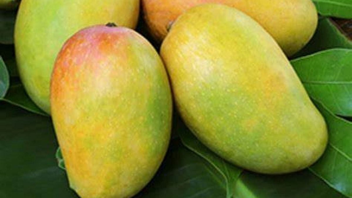 Kesar Mango । लाडका केसर आंबा आला । signs of early arrival of Kesar ...