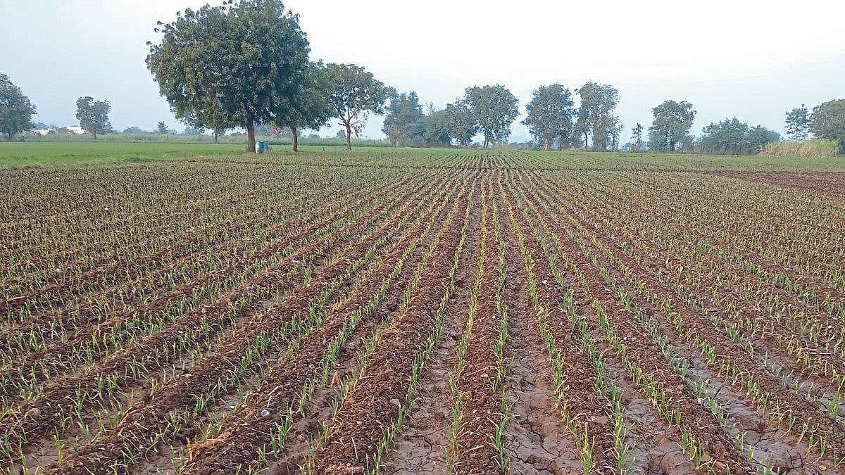 Onion Cultivation । नगरच्या पारनेर, श्रीगोंदा तालुक्यांत विक्रमी कांदा ...