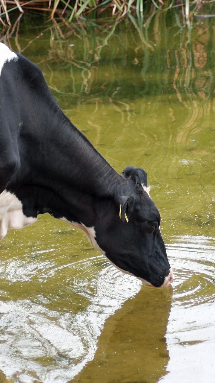 Animal Dehydration : अशी ओळखा जनावरांतील डिहायड्रेशन ची लक्षणे | Signs ...