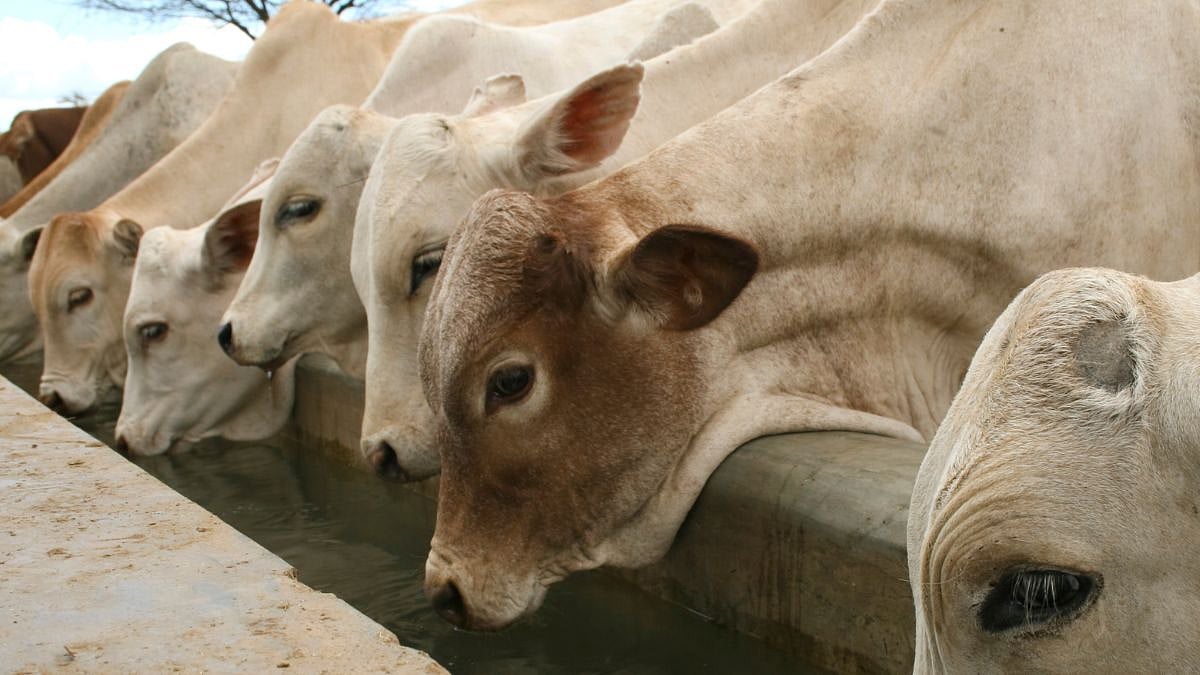 Animal Dehydration : जनावरांना डिहायड्रेशन पासून कसं वाचवाल? |How to ...