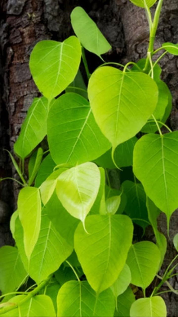 Pimpal Leaf : पिंपळाच्या पानाचे ९ औषधी गुणधर्म जाणून घ्या|Know 9 ...