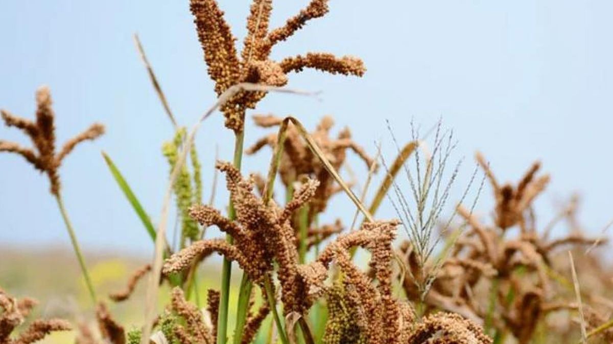 Nachani Crop | नाचणीचे आरोग्यदायी महत्त्व | Health benefits of ragi ...