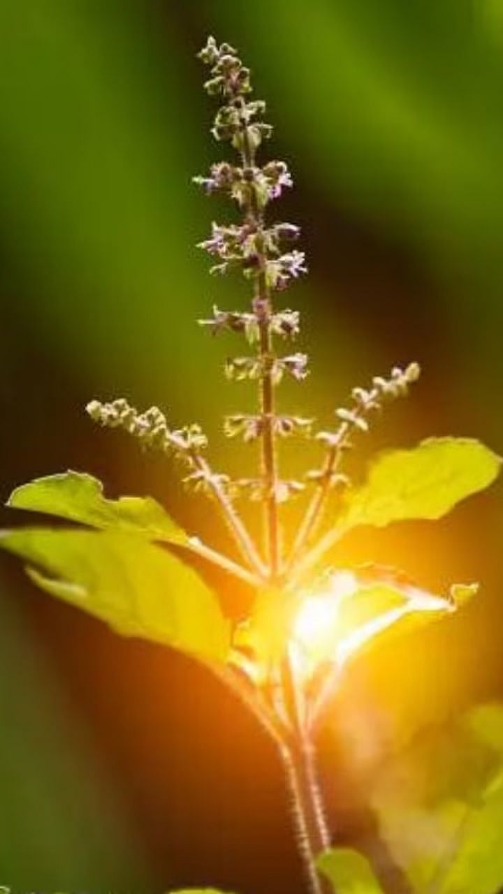 Benefits of Tulsi : तुळशीमुळे कोलेस्ट्रॉलसह त्वचेचे आजारही होतात दूर ...
