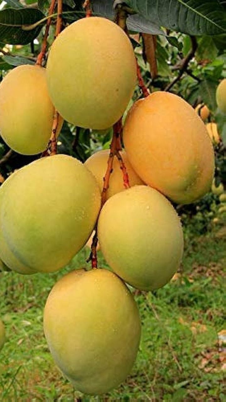 Hapus Mango | हापूस आंब्याच्या दरात घट का झाली?| Why has the price of ...
