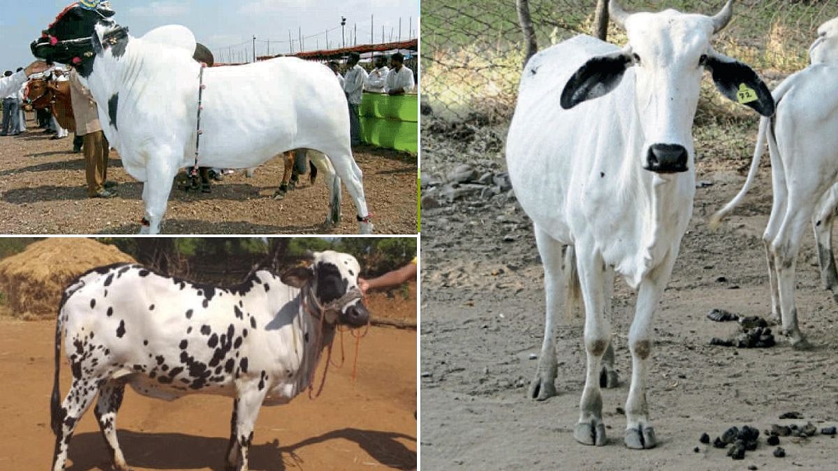 Deoni Cow Breed | दुग्धोत्पादन, शेतीकामासाठी उपयुक्त गोवंश : देवणी ...