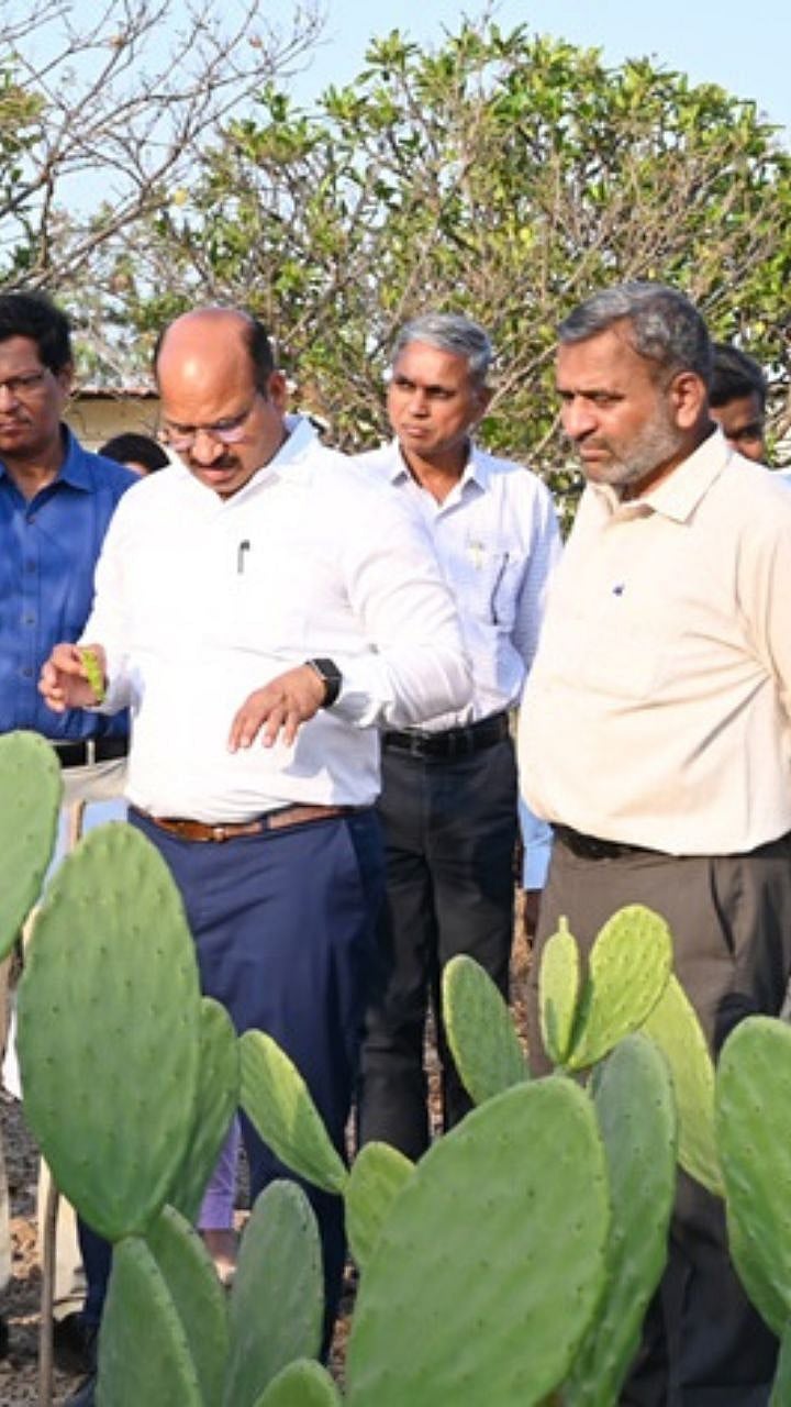 Cactus Fodder । काटेविरहित निवडुंग जनावरांसाठी उत्तम हिरव्या चाऱ्याचा ...
