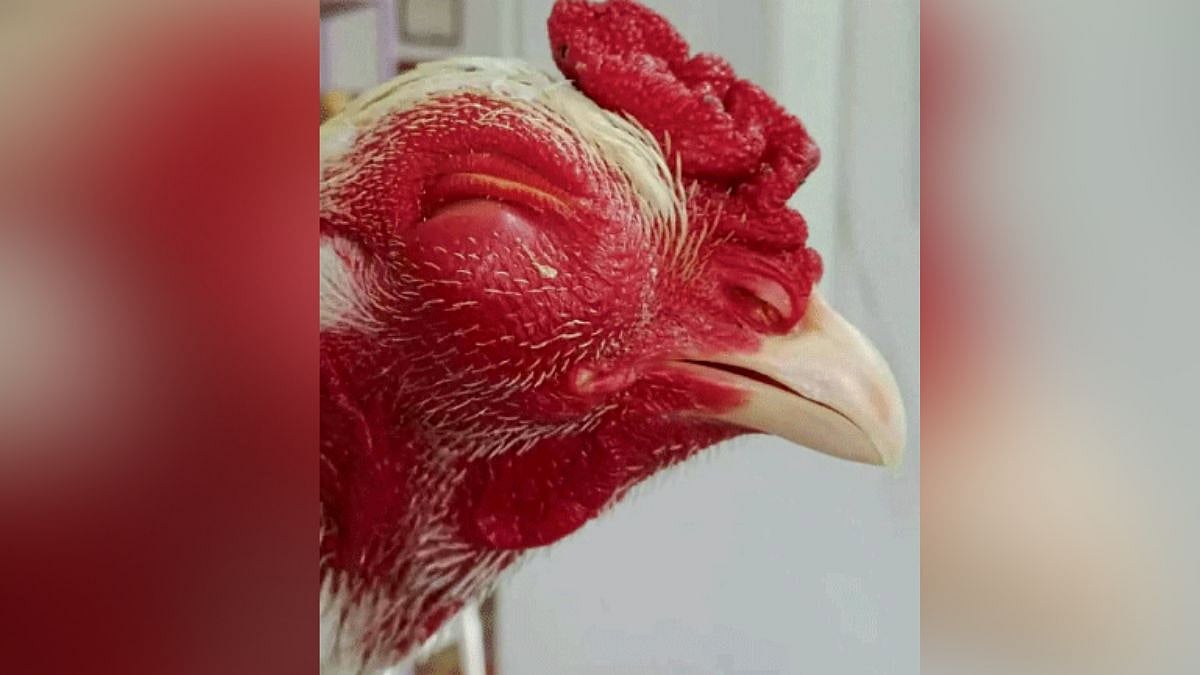 Poultry Disease | कोंबड्यांतील ‘सीआरडी’ आजाराचे नियंत्रण | Control of ...