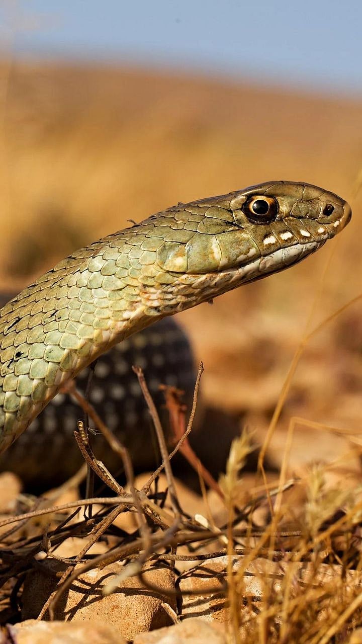 Fastest Snake । जगातला सर्वात वेगाने सरपटणारा साप पाहिलाय का? । Which ...