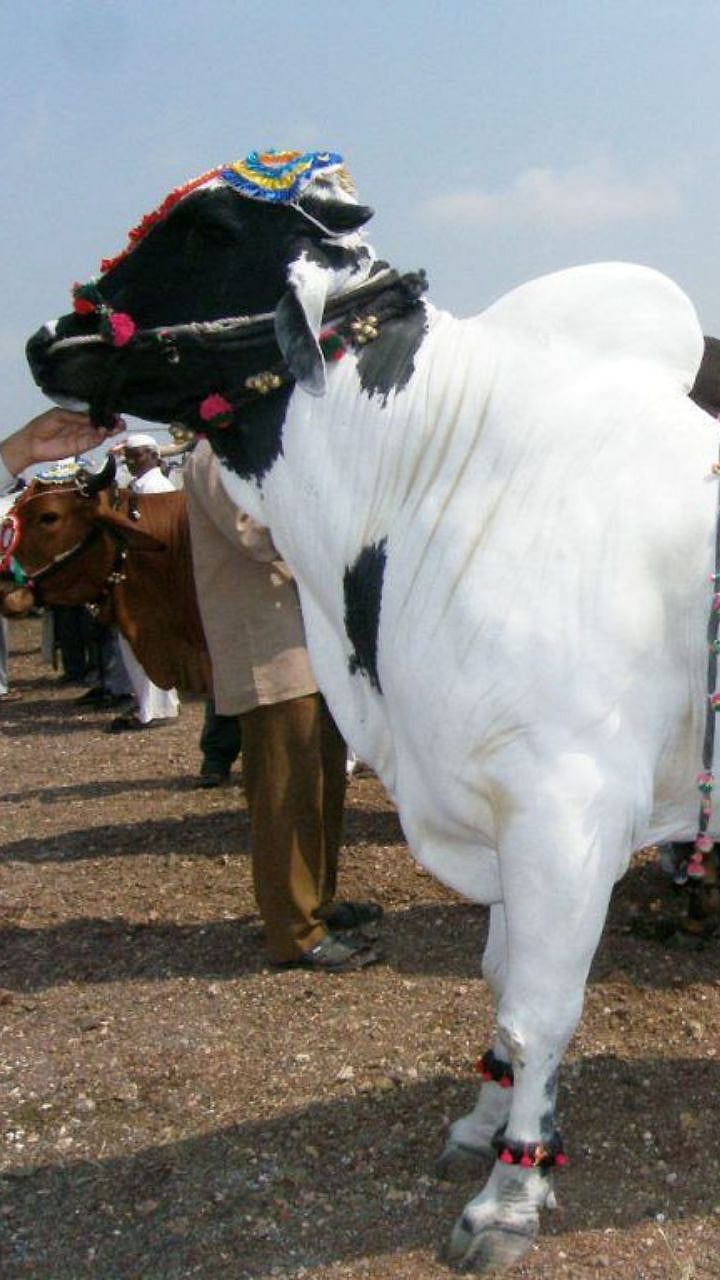 Deoni Cow । शेतीकामच नाही तर दूध उत्पादनालाही दमदार देवणी गोवंश । Deoni ...