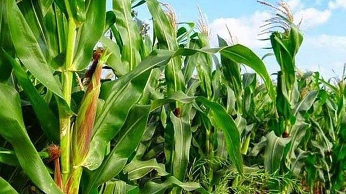 Maize Fodder Cultivation : अशी करा सकस, रुचकर चाऱ्यासाठी मका लागवड ? |Planting maize for healthy ...