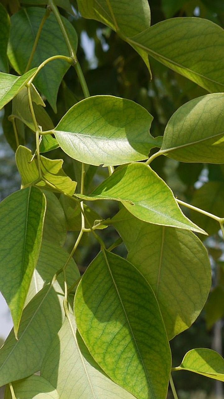 Sheesham Leaf । संजीवनीपेक्षा कमी नाहीत शीसम झाडाची पाने ; अनेक आजरांत ...
