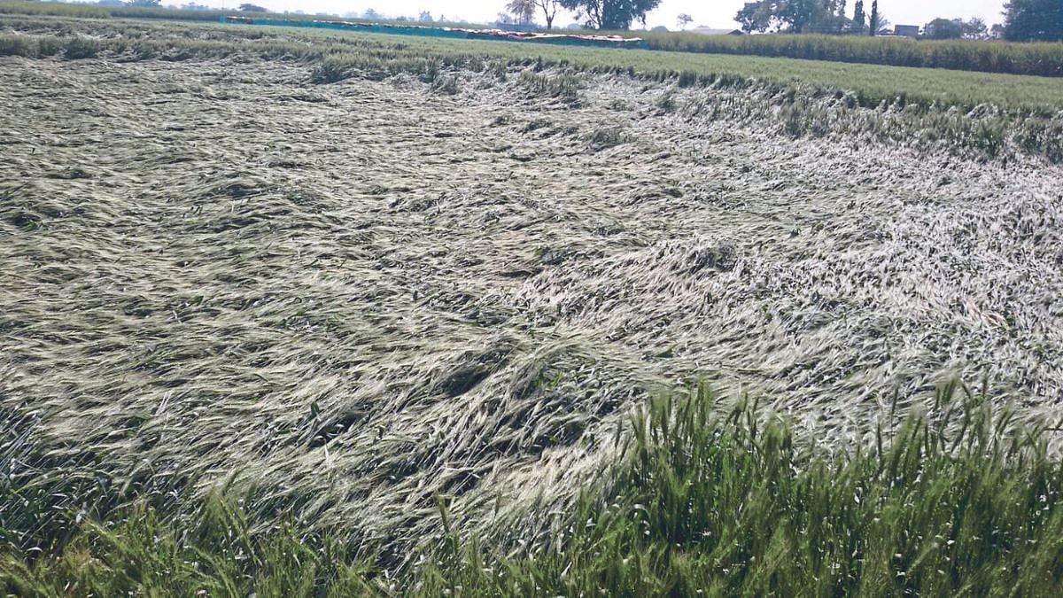 Crop Damage Compensation । नुकसानग्रस्त शेतकऱ्यांना सव्वातीन कोटींची ...