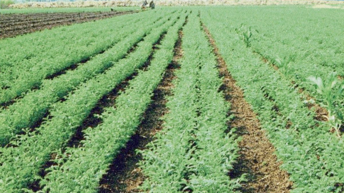 Chana Production | तीन जिल्ह्यांत हरभऱ्याची उत्पादकता हेक्टरी ९ ते १२ ...