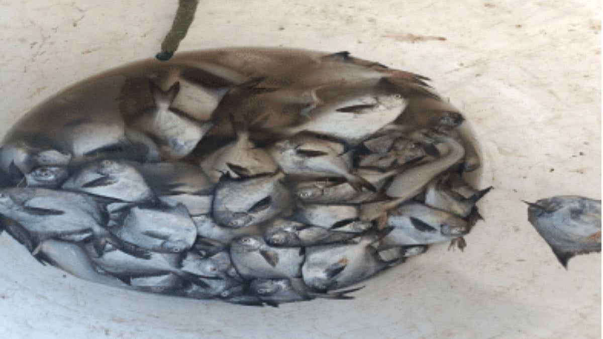 Fish Shortage । जाळ्यामंदी लहान मासळी । Fish Shortage Due to changes in ...