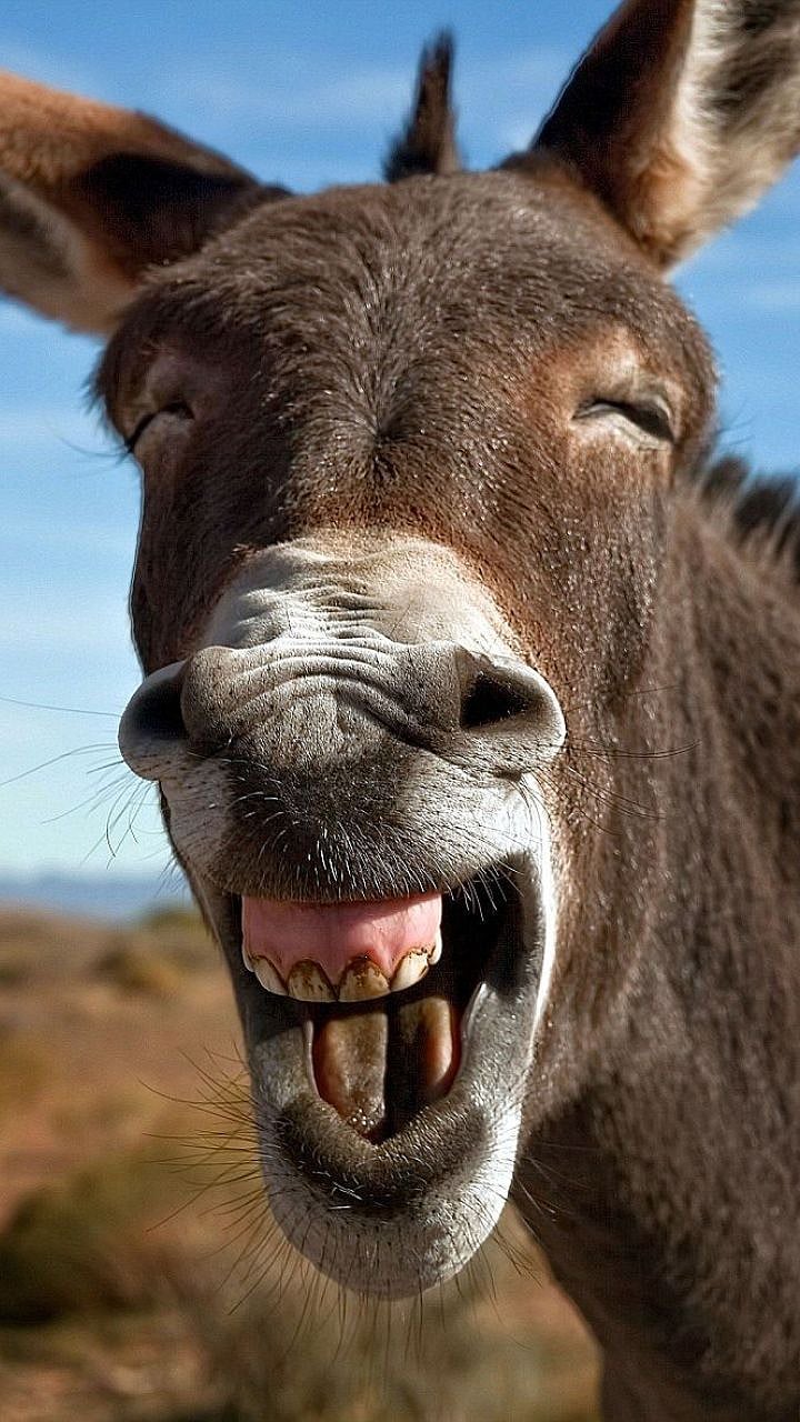 Donkey IQ । काय सांगता!... गाढव अन् माणसाच्या 'IQ'त थोडाच फरक । There ...