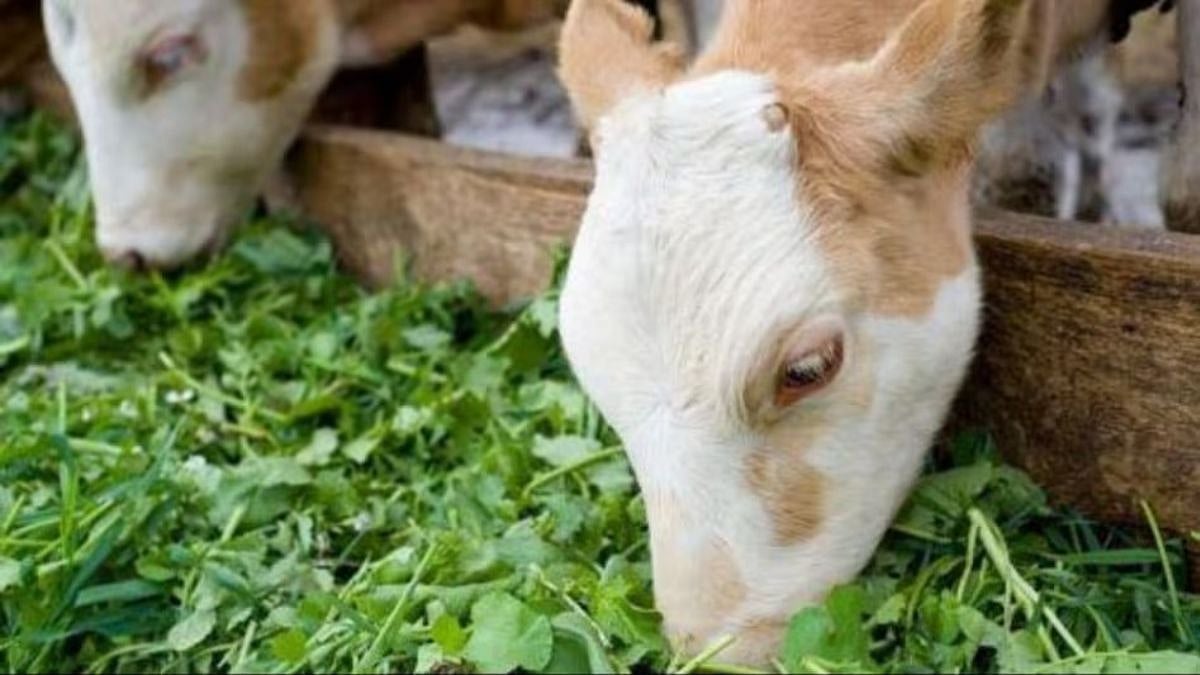 Animal Fodder : पाण्याअभावी ओला चारा वाढलाच नाही, जनावरांच्या ओल्या ...