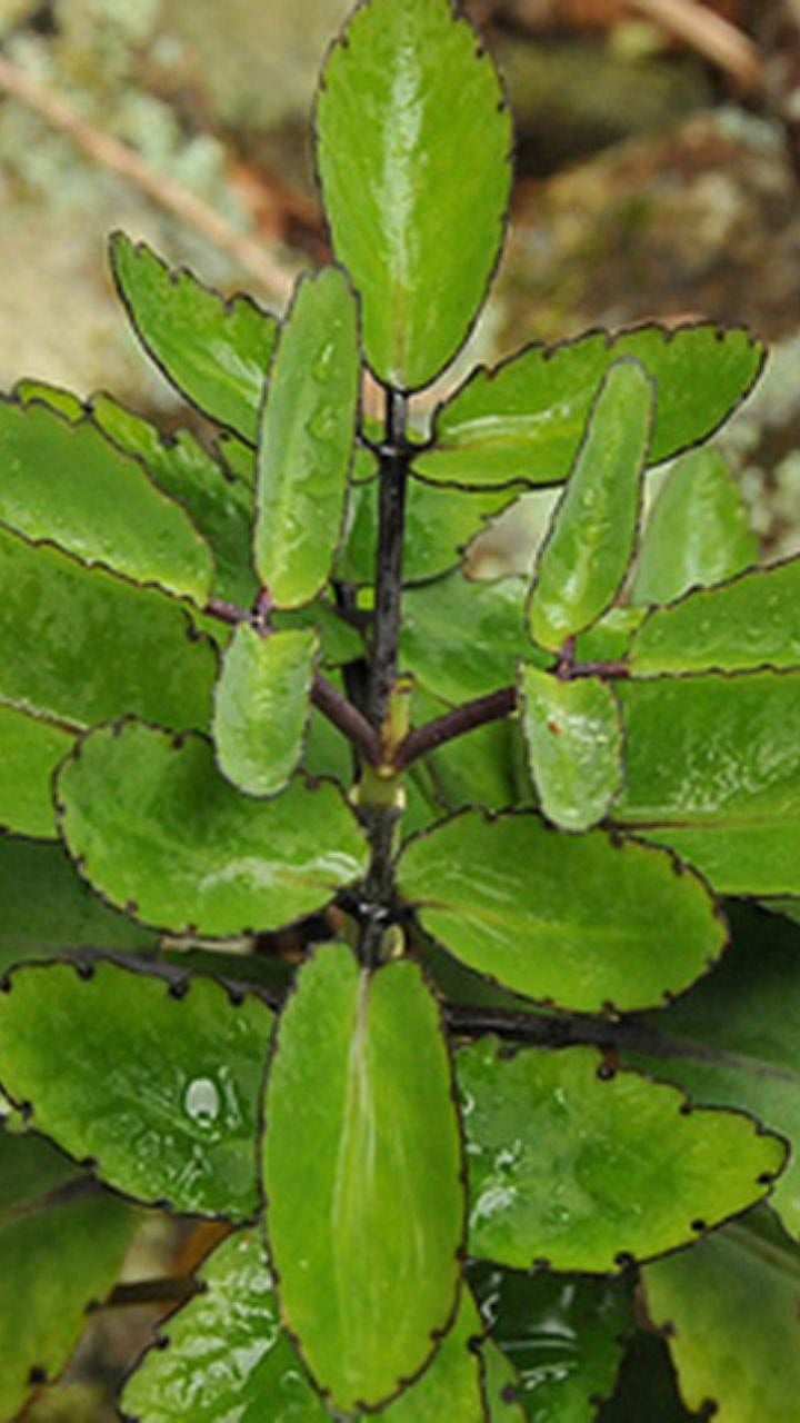 Panphuti Benefits । 'या' ५ आरोग्याच्या समस्यांवर पानफुटी आहे संजीवनी ...