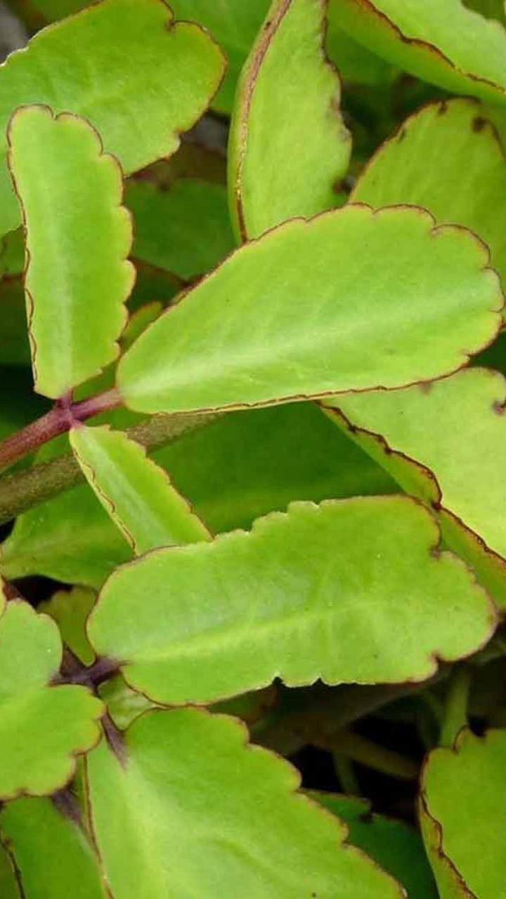 Panphuti Benefits । मुतखड्यासाठी पानफुटीची पाने आहेत रामबाण उपाय ...