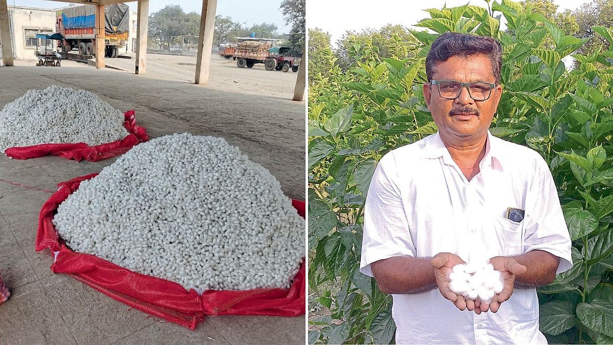 Sericulture Farming | रेशीम शेतीतून जणू महिन्याचा सक्षम पगार ...