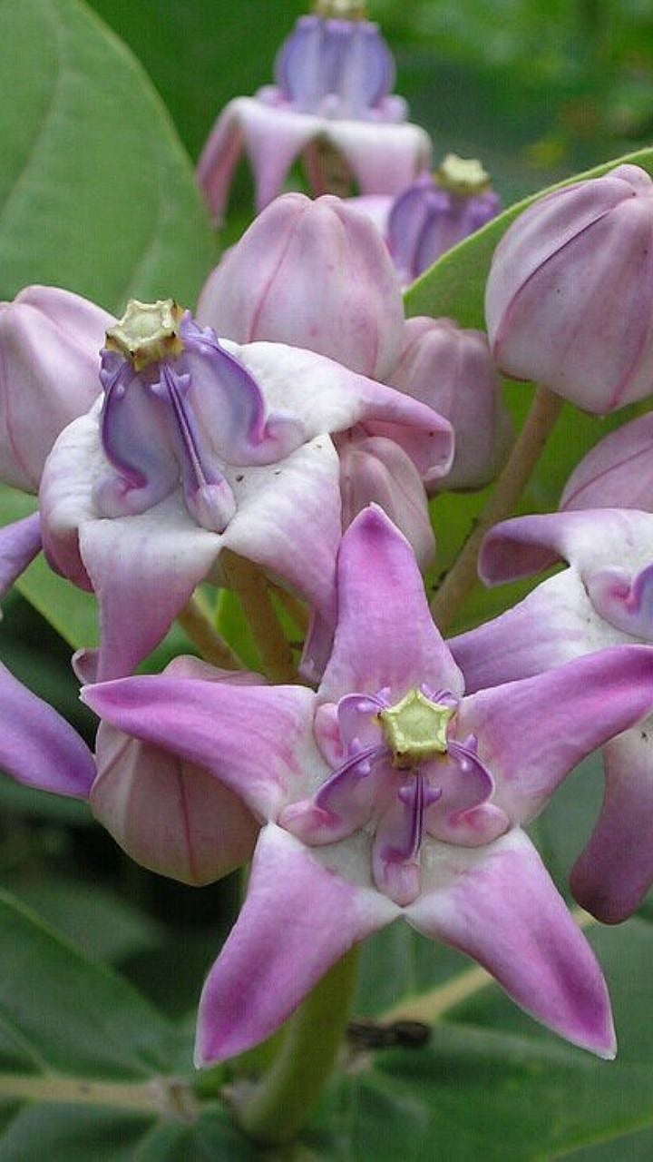 Rui Plant Benefits । माळरानावरचं रुईचं झाडं आहे औषधी गुणांनी भरपूर ...