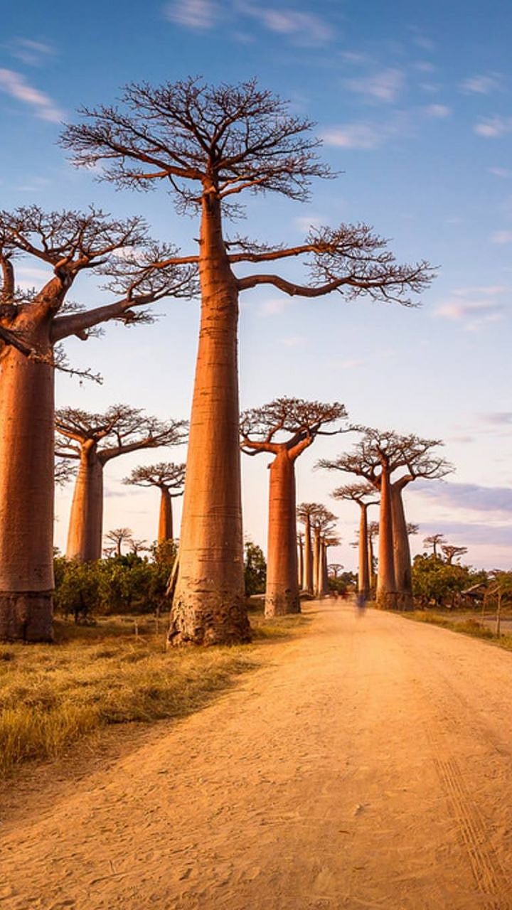 Baobab Tree । जगातलं अद्भूत झाड, जे आपल्या खोडात साठवतं १२ हजार ...