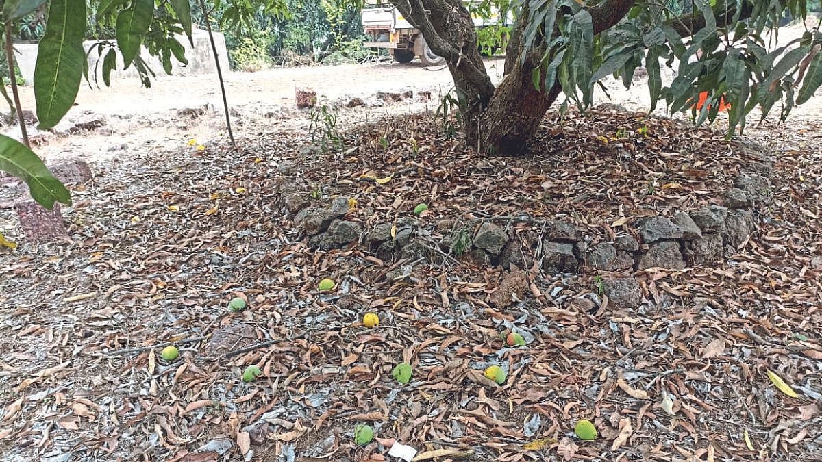 Mango Sunburn । उन्हाचा आंब्याला चटका । Mango sun burning due summer heat