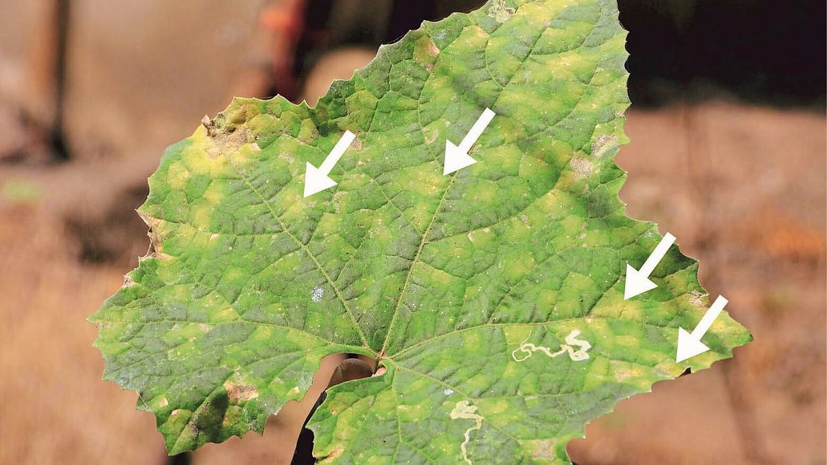 Bitter Gourd Disease | कारले पिकातील ‘डाऊनी मिल्ड्यू’ | Downy mildew in ...