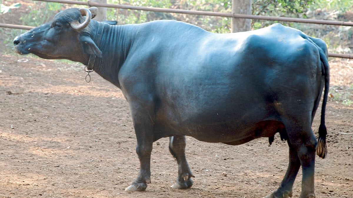 Animal Disease Information in Marathi | गाई, म्हशींमधील डायफ्रॅमॅटिक ...