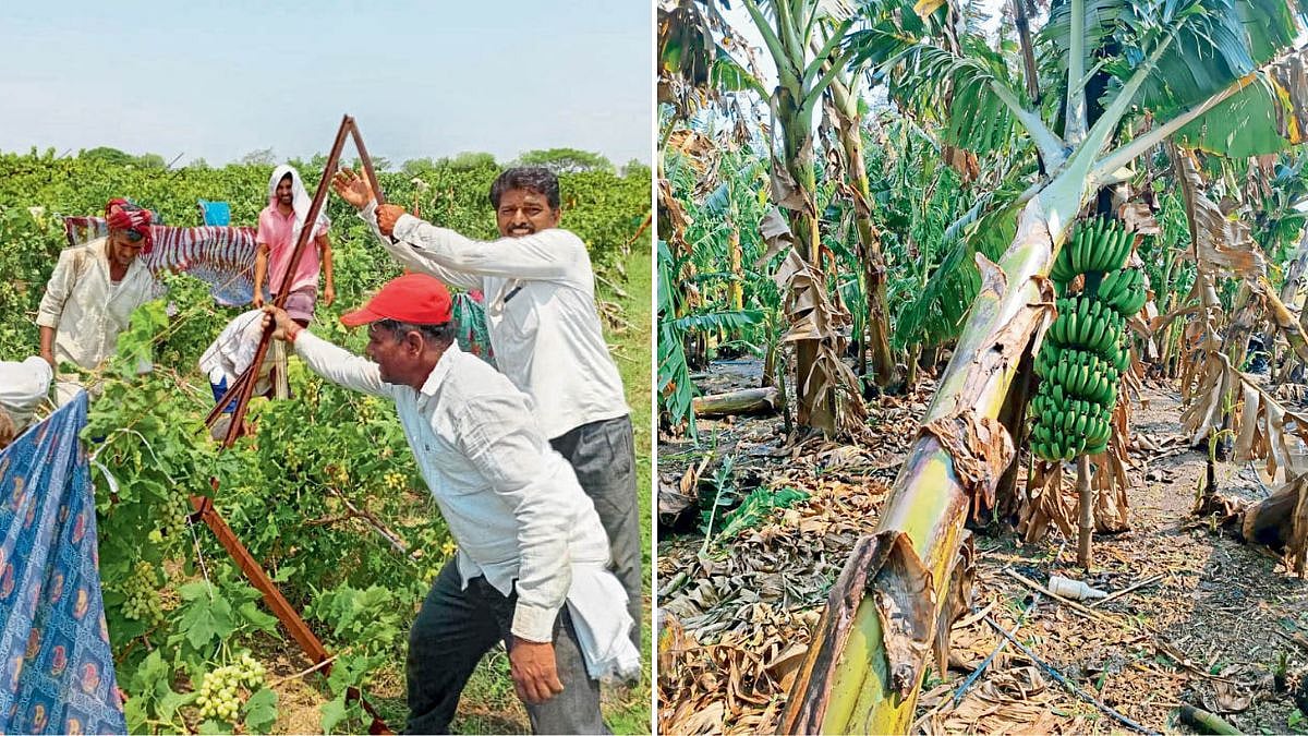 Crop Damage | राज्यात ८८ हजार हेक्‍टर पिकांची धूळधाण | 88 thousand ...