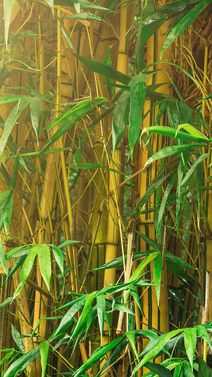 Bamboo Cultivation : व्यावसायिक बांबू लागवड कशी करावी?|How to grow ...