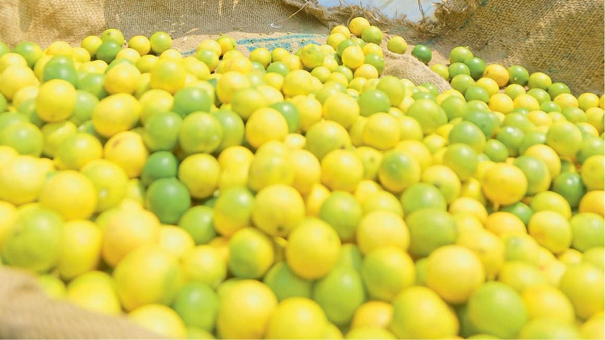 Lemon Price | लिंबाचे दर दबावात | Lemon rates under pressure