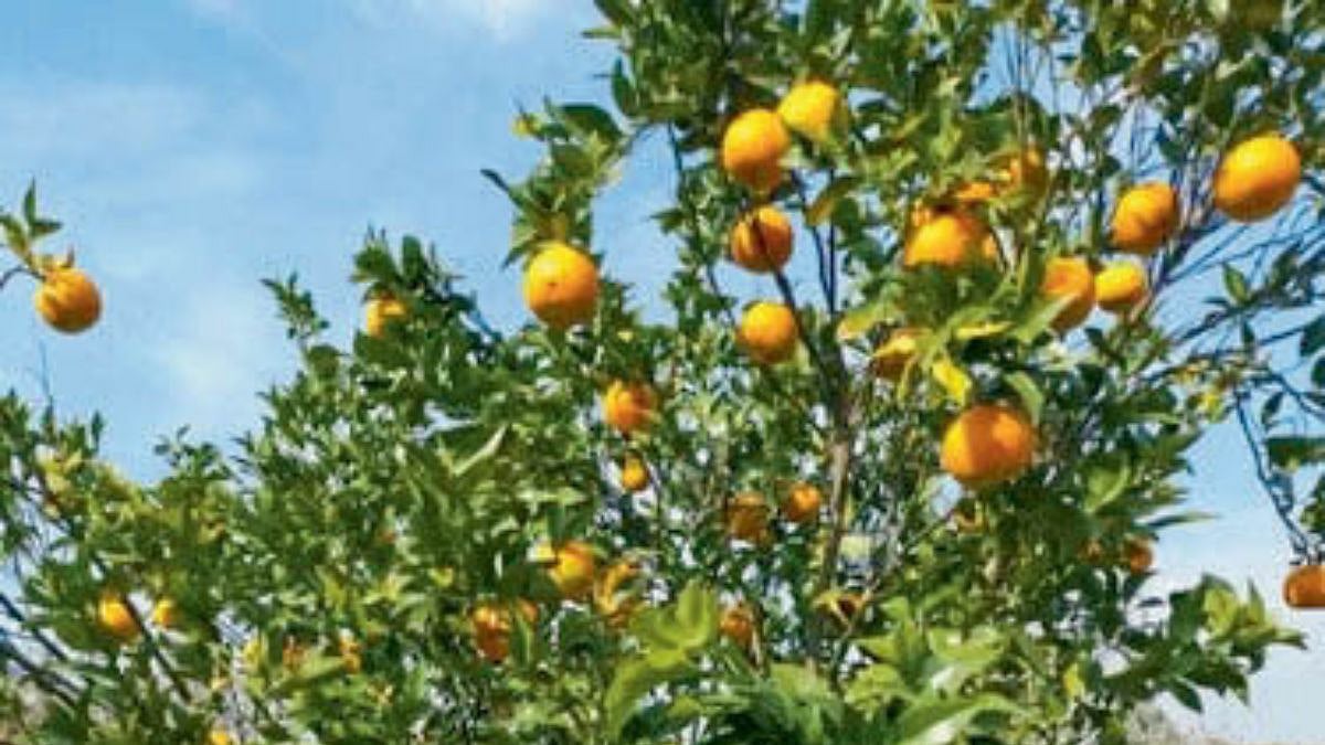 Orange Farming । संत्रा बागायतदारांच्या मार्गदर्शनासाठी स्वतंत्र ...
