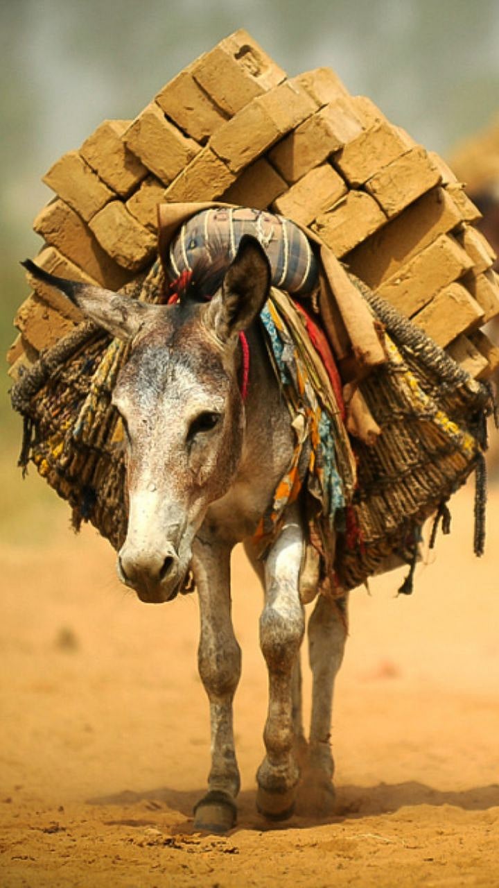 Donkey In India । भारतात सर्वाधिक गाढवं कोणत्या राज्यात? ; महाराष्ट्रात ...