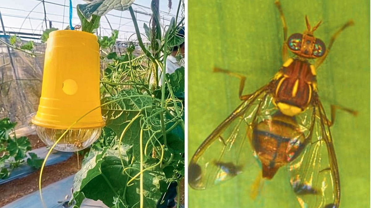 Fruit Fly Control | फळमाशी नियंत्रणासाठी ‘रक्षक सापळा’ | 'Guard trap ...