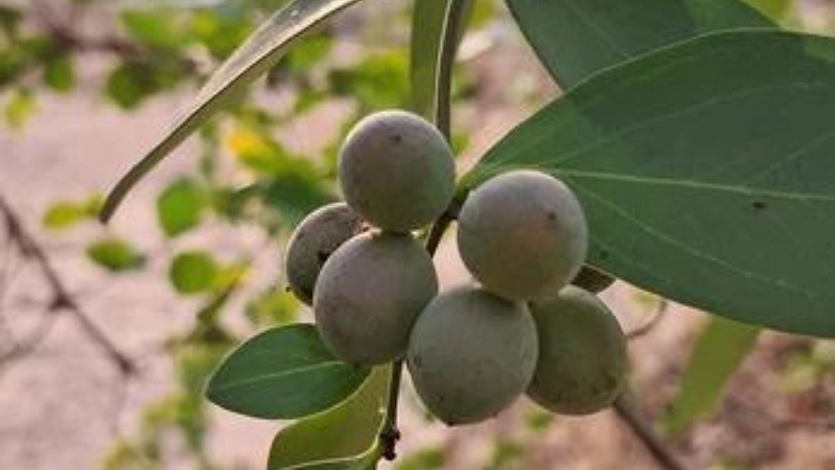 Climate Change । कोकणातील रानमेवा हंगामदेखील लांबणीवर । Ranmewa season ...